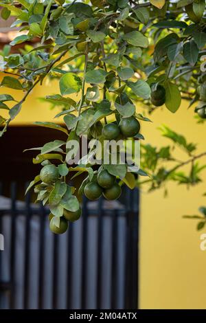 Small Lemon Fruit of the Plant of the Genus Citrus Stock Photo - Alamy