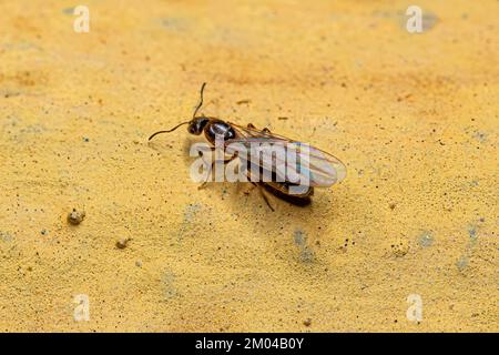 Adult Female Small Adult Rover Queen Ant of the Genus Brachymyrmex ...