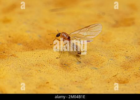 Adult Male Cocktail Ant of the Genus Crematogaster Stock Photo - Alamy