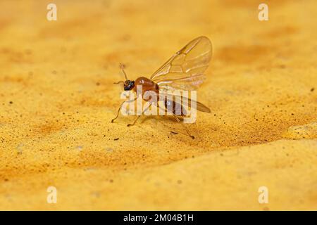 Adult Cocktail Ant of the Genus Crematogaster Stock Photo - Alamy