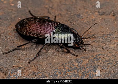 Adult Ground Beetle of the species Neoaulacoryssus speciosus eating a ...