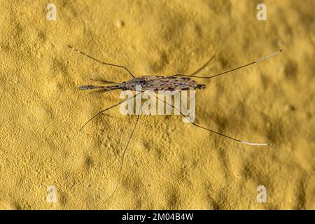 Adult Malaria Mosquito of the Genus Anopheles Stock Photo - Alamy
