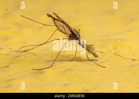 Adult Malaria Mosquito of the Genus Anopheles Stock Photo - Alamy