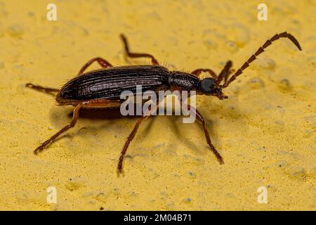 Adult Long-jointed Beetle of the Tribe Lagriini Stock Photo - Alamy