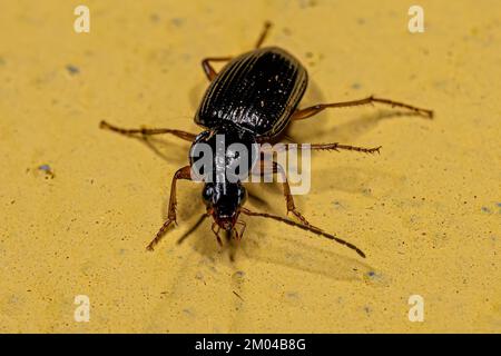 Adult Ground Beetle of the Family Carabidae Stock Photo - Alamy