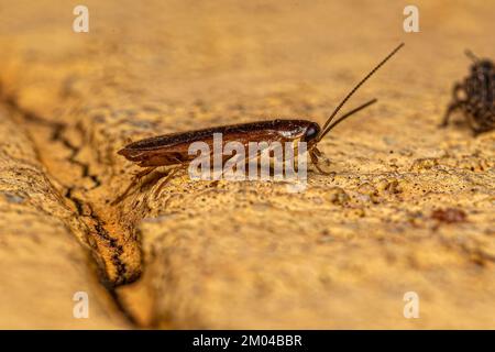 Adult Sand Cockroach of the Family Corydiidae Stock Photo - Alamy