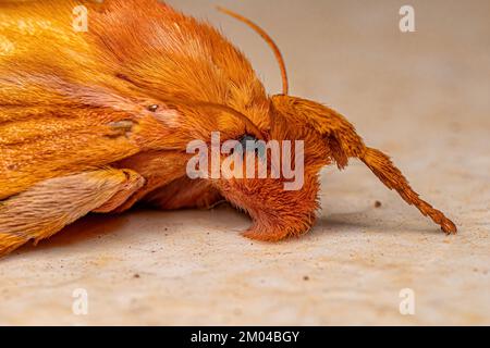 Adult Female Slug Caterpillar Moth of the species Perola villosipes ...