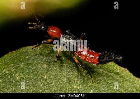 Whiplash Beetle of the Genus Paederus Stock Photo - Alamy
