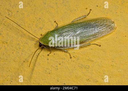 Green Giant Cockroach of the Genus Panchlora Stock Photo - Alamy