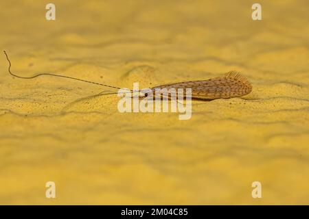 Adult Caddisfly Insect of the Genus Nectopsyche Stock Photo - Alamy