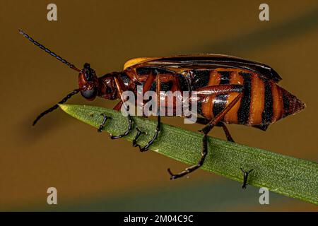 Adult Blister Beetle of the Genus Pyrota Stock Photo - Alamy
