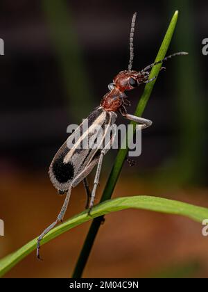 Adult Burning Blister Beetle of the Genus Epicauta Stock Photo - Alamy