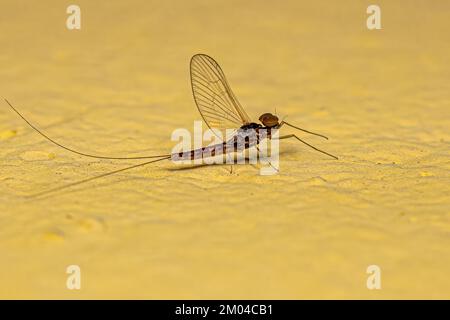 Adult Male Mayfly Insect of the Family Baetidae Stock Photo - Alamy
