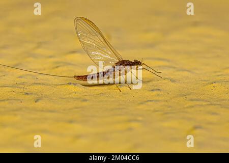 Adult Female Mayfly Insect of the Family Baetidae Stock Photo - Alamy
