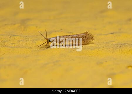 Adult Caddisfly Insect of the Genus Nectopsyche Stock Photo - Alamy