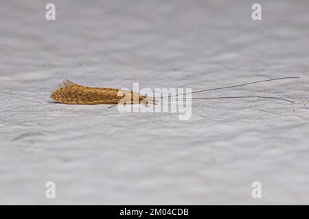 Adult Caddisfly Insect of the Genus Nectopsyche Stock Photo - Alamy