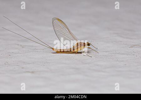 Adult Female Mayfly Insect of the Family Baetidae Stock Photo - Alamy