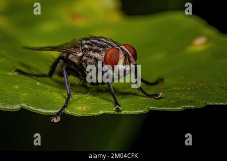 Adult Flesh Fly of the Family Sarcophagidae Stock Photo - Alamy