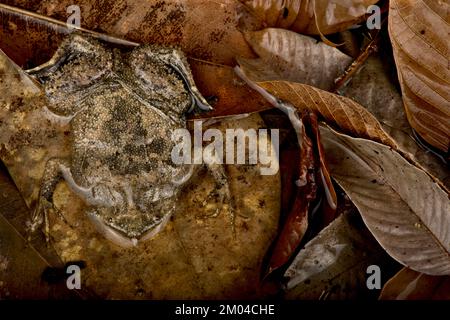 Suriname Toad (Pipa pipa Stock Photo - Alamy