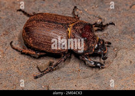 Adult Rhinoceros Beetle of the genus Coelosis Stock Photo - Alamy