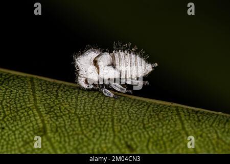 Typical Treehoppers nymph of the Family Membracidae Stock Photo - Alamy