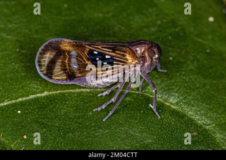 Adult Small Planthopper Insect of the Species Pintalia constellaris ...