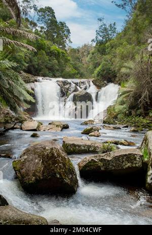 Halls Falls, near Pyengana, Tasmania, Australia Stock Photo - Alamy