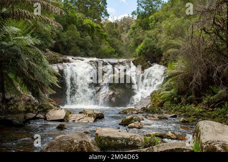 Halls Falls, near Pyengana, Tasmania, Australia Stock Photo - Alamy