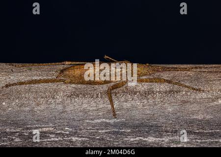 True Katydid nymph of the Subfamily Pseudophyllinae Stock Photo - Alamy