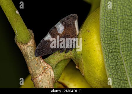 Adult Black-and-white Treehopper of the genus Membracis Stock Photo - Alamy