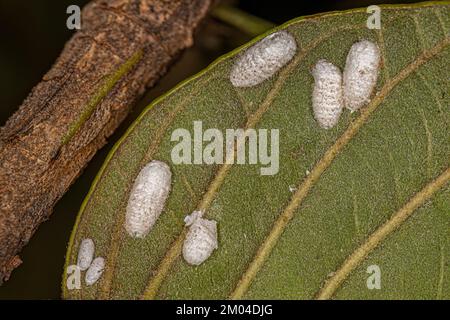 small white cocoons of insects on guava tree leaves Stock Photo - Alamy