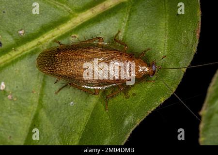 Adult Wood Cockroach of the Family Ectobiidae Stock Photo - Alamy
