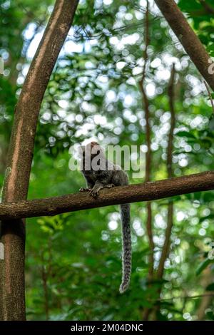 A pygmy marmoset in its natural habitat Stock Photo - Alamy