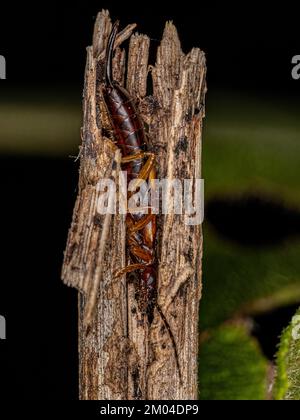 Adult Common Earwig of the order Dermaptera Stock Photo - Alamy