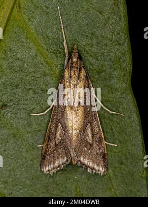 Adult Crambid Moth of the Family Crambidae Stock Photo - Alamy