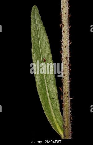 Small dicot plant of the class magnoliopsida Stock Photo - Alamy