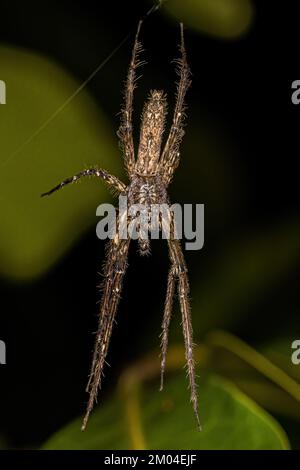 Small Bark Hunter Spider of the Genus Senoculus Stock Photo - Alamy