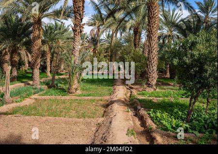 A typical African oasis in a Sahara desert, Morocco. Ecological ...