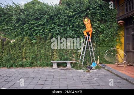 Workman at the top of the ladder repairing wires Hoi An Vietnam Stock ...