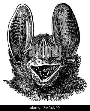 spectral bat Vampyrum spectrum, (zoology book, 1913), Vampir Stock ...