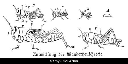 criquet migrateur Wanderheuschrecke Migratory Locust Locusta migratoria ...
