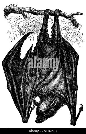 Black-eared flying fox, Pteropus melanotus a, spectral bat, Vampyrum ...