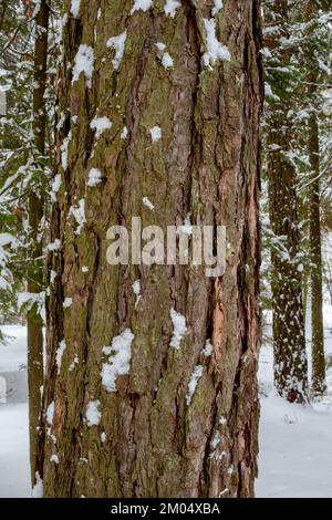 Snow on the bark of a western larch tree, Larix occidentalis, along the ...