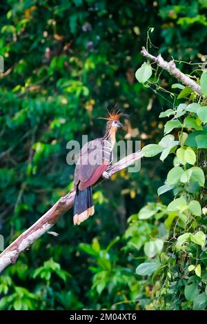 Hoatzin (Opisthocomus hoazin) or Andean Coot in flight, Manu National ...