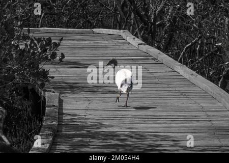 Australian White Ibis in Australia Stock Photo - Alamy