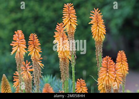 Orange red hot poker, Kniphofia unknown species and variety, flower ...
