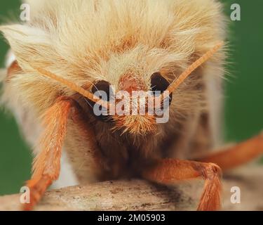 male Ghost Moth (Hepialus humuli Stock Photo - Alamy