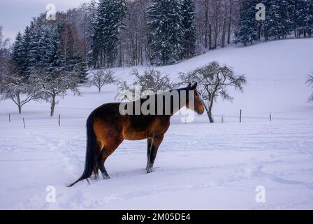 Brown horse in a deep snowy paddock in the countryside in winter Stock ...