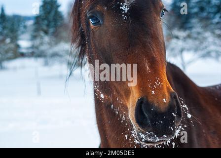 Brown horse in a deep snowy paddock in the countryside in winter Stock ...