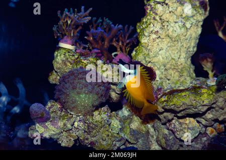 TECHNICAL PHOTOGRAPHY, MARINE AQUARIUM TANK WITH CORALS AND WITH MARINE ...